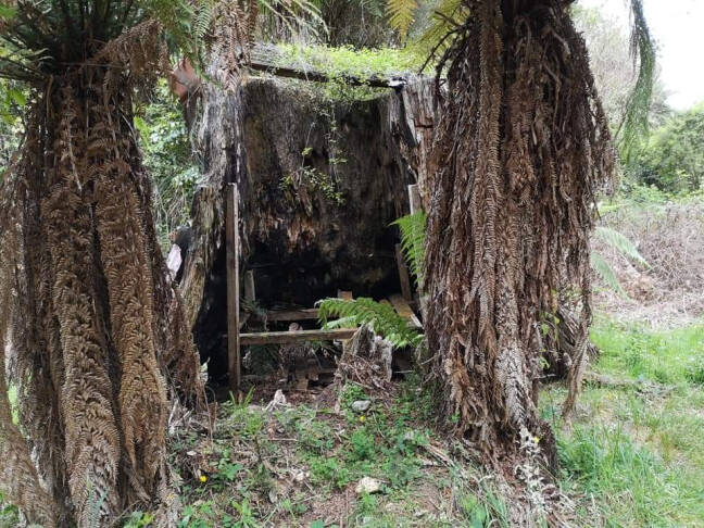 Tree Stump Hut (delapidated) - Pureora Forest Park, Waikato | Hut Bagger