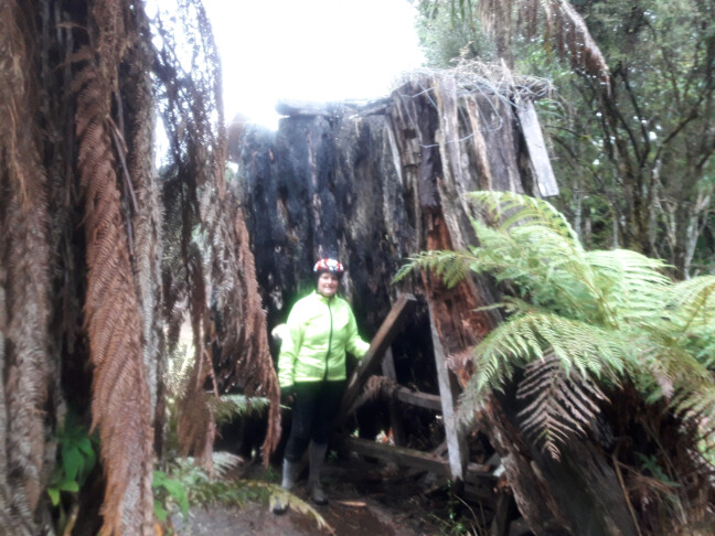 Tree Stump Hut (delapidated) - Pureora Forest Park, Waikato | Hut Bagger