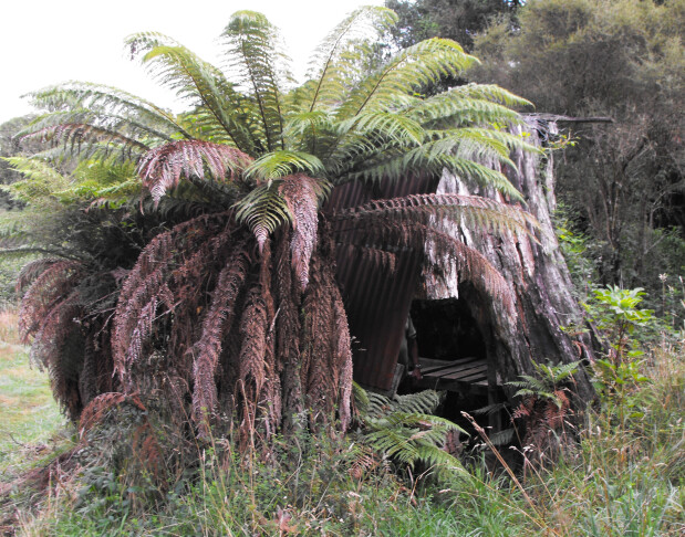 Tree Stump Hut (delapidated) - Pureora Forest Park, Waikato | Hut Bagger