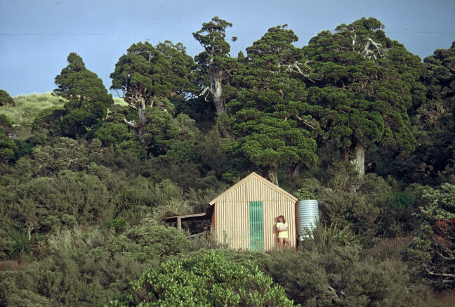 Purity Hut (old) - Ruahine Forest Park, Manawatū-Whanganui | Hut Bagger