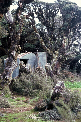 Manuoha Hut (old) - Te Urewera, Hawke's Bay | Hut Bagger